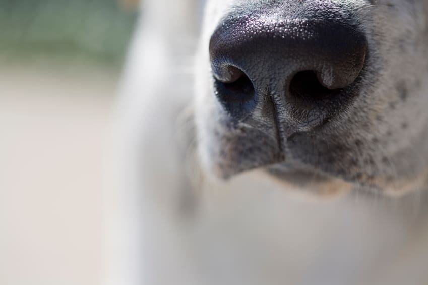 Scent Work For Dogs Upcoming Classes Dog Training Police K9 Dog Scent Work For Dogs Upcoming Classes Dog Training Police K9 Dog