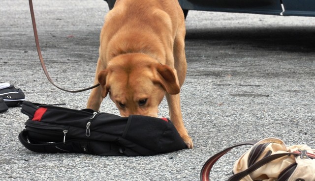 Detection Dog Trainer Course - Highland Canine: Professional Dog ...