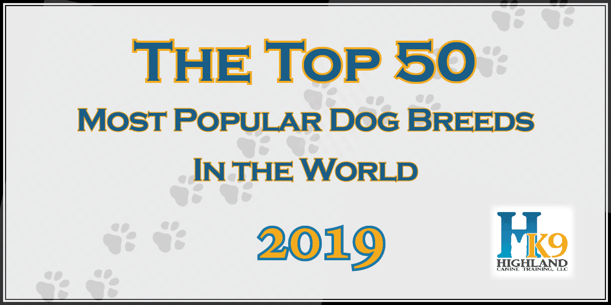 The Top 50 Most Popular Dog Breeds In The World (2019)